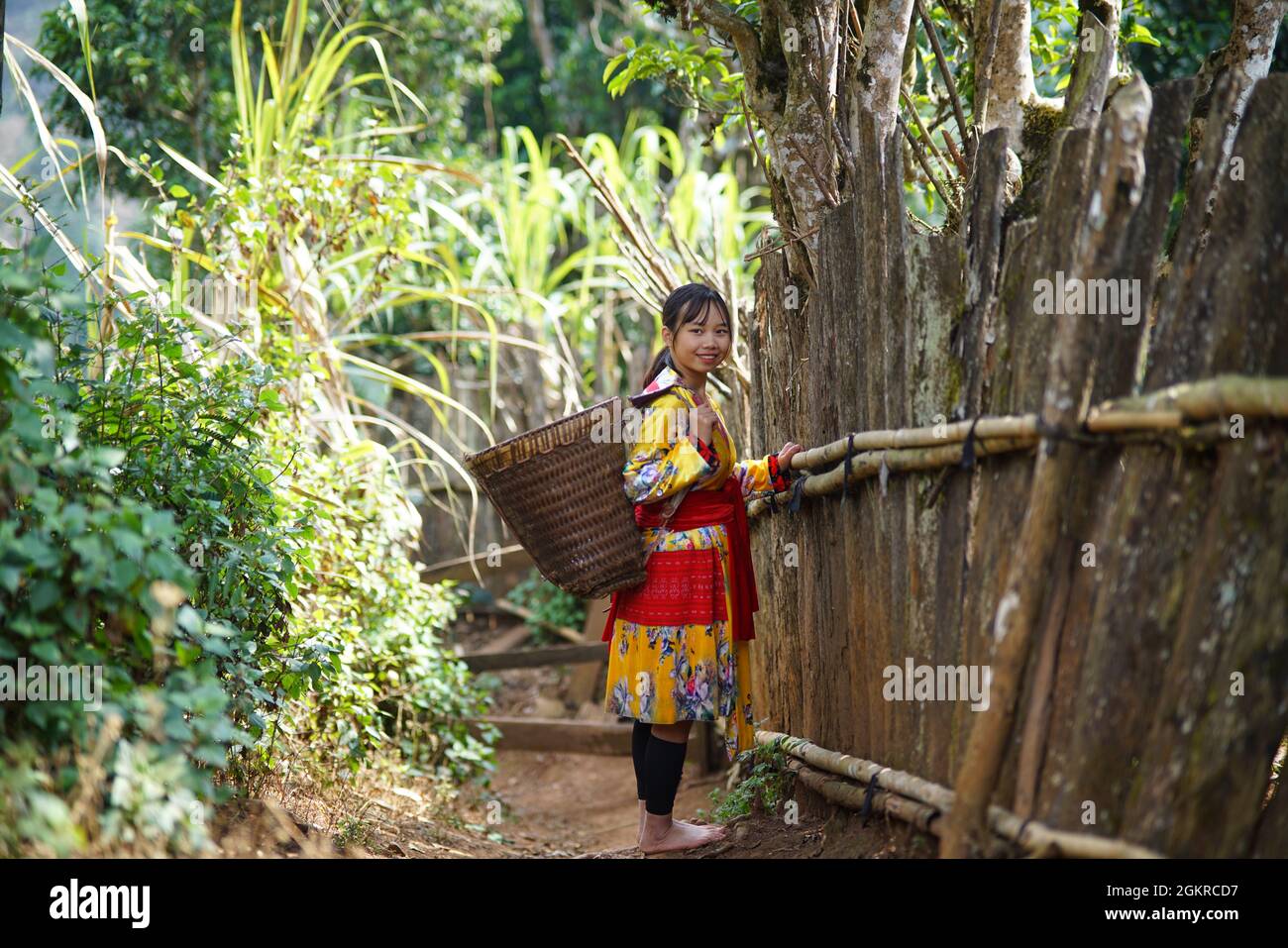 Tua Chua giant tea tree in Dien Bien province northern Vietnam Stock ...
