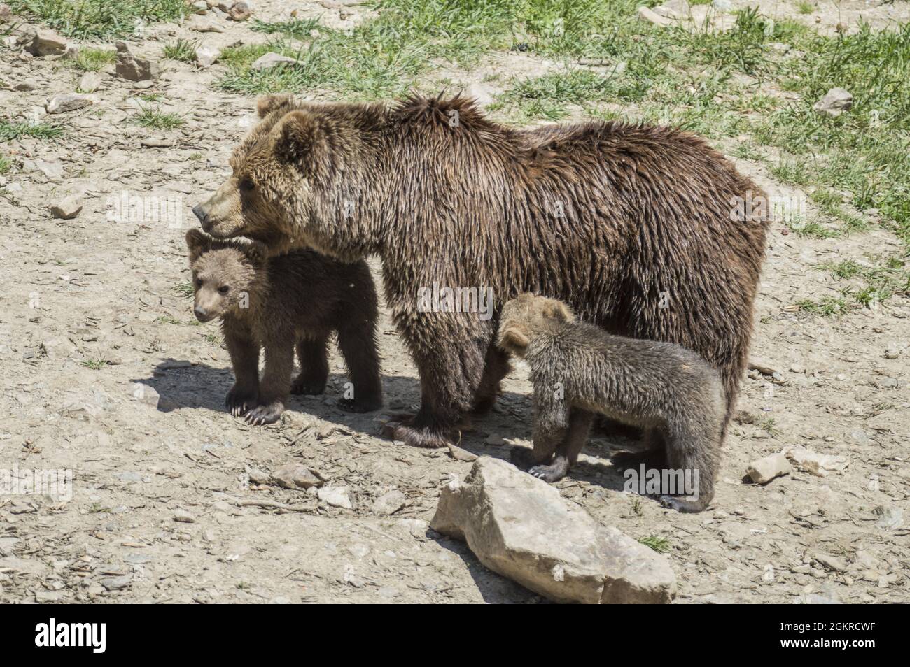 Pet bears hi-res stock photography and images - Alamy