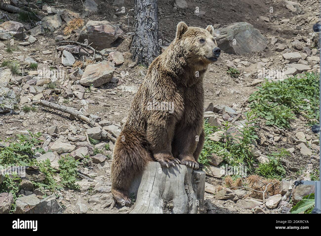 Closeup shot of a small bear Stock Photo - Alamy