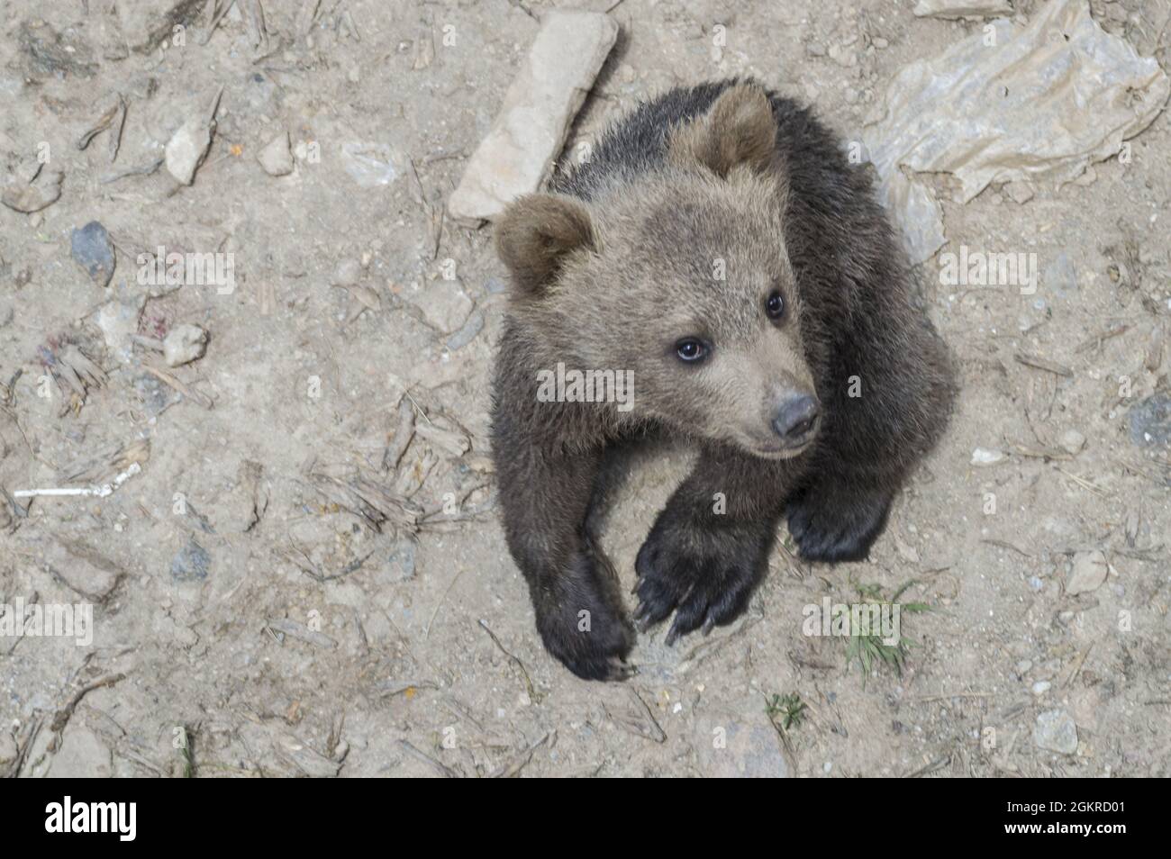 Closeup shot of a small bear Stock Photo - Alamy