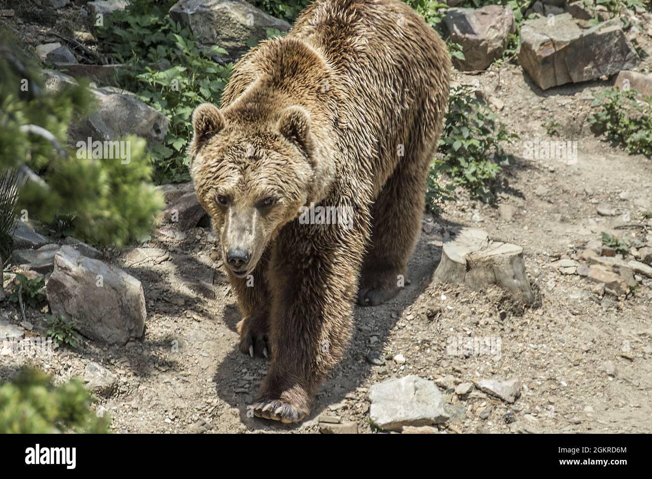 Closeup shot of a brown bear Stock Photo - Alamy