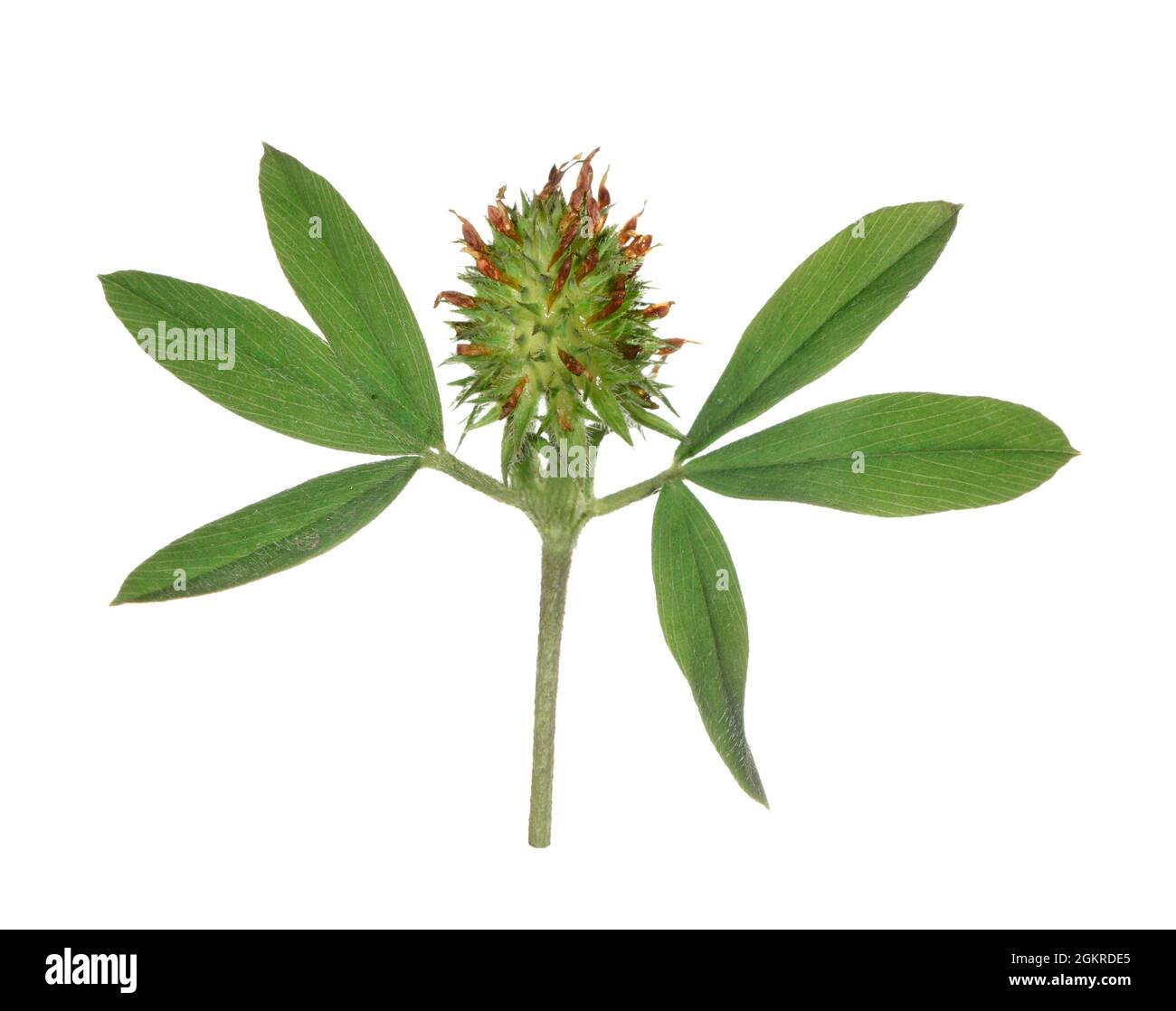 Sea Clover - Trifolium squamosum Stock Photo - Alamy
