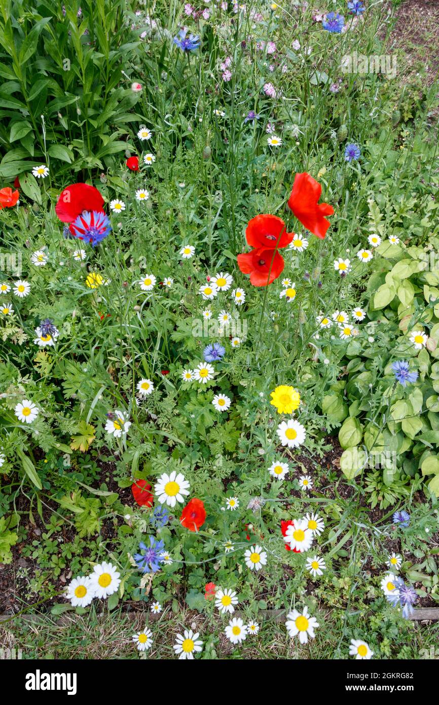 Pretty wild flowers hi-res stock photography and images - Alamy
