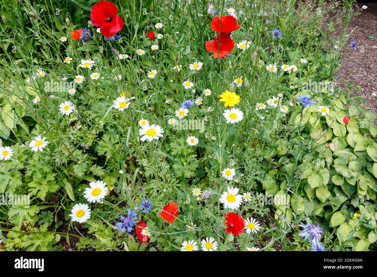 European Wild Plants Wild Plants Of Europe Wild Flowers Of High ...