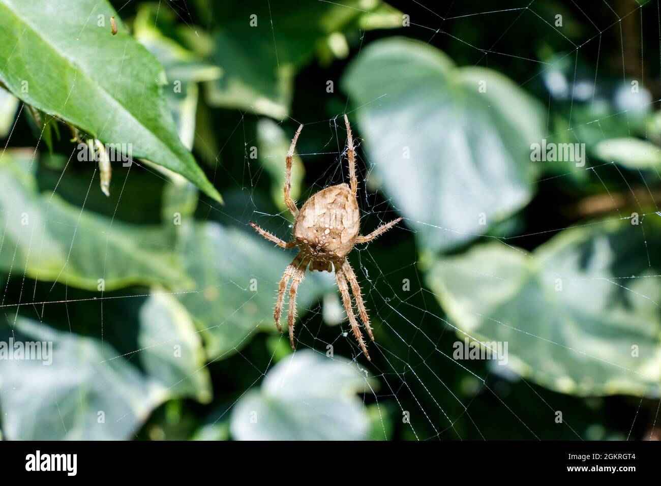 Common garden spider or orb weaver sitting in its web in a London ...