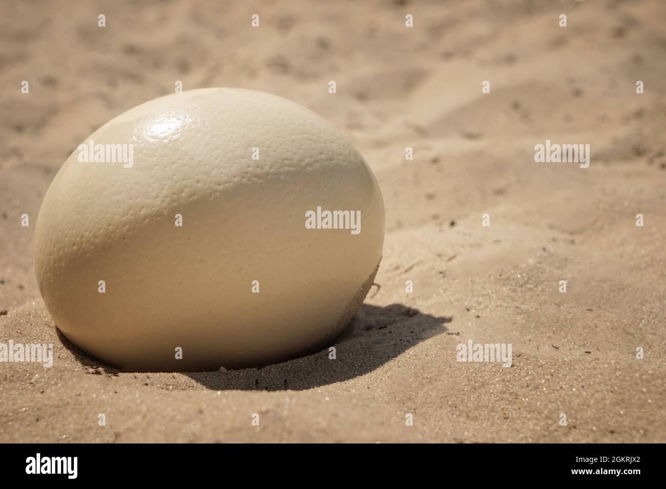 Big ostrich egg on sand outdoors Stock Photo - Alamy