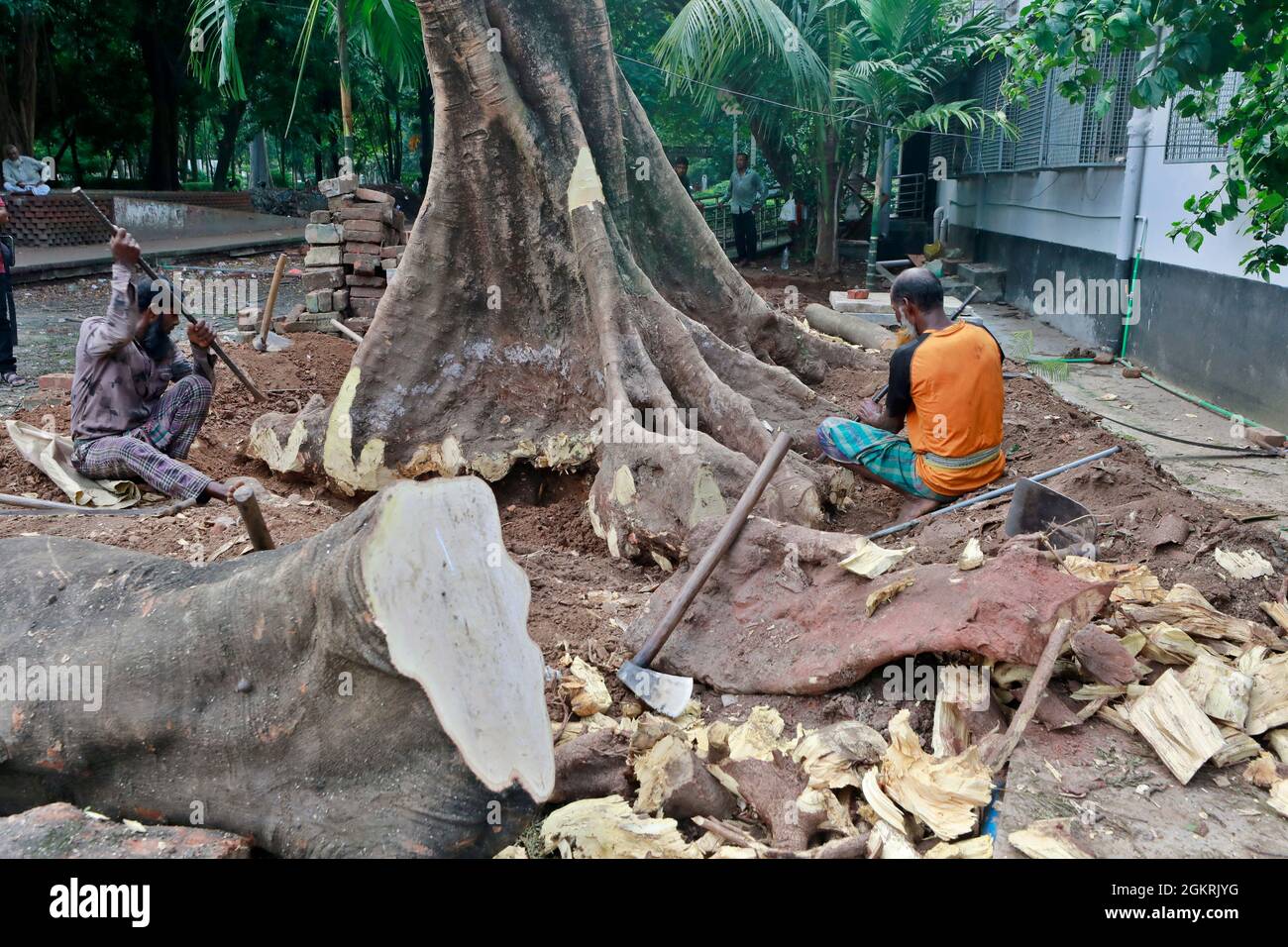 Dhaka, Bangladesh - September 15, 2021: The huge Krishnacura tree is ...