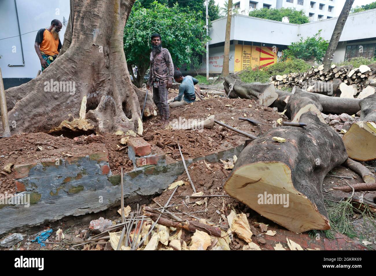 Dhaka, Bangladesh - September 15, 2021: The huge Krishnacura tree is ...