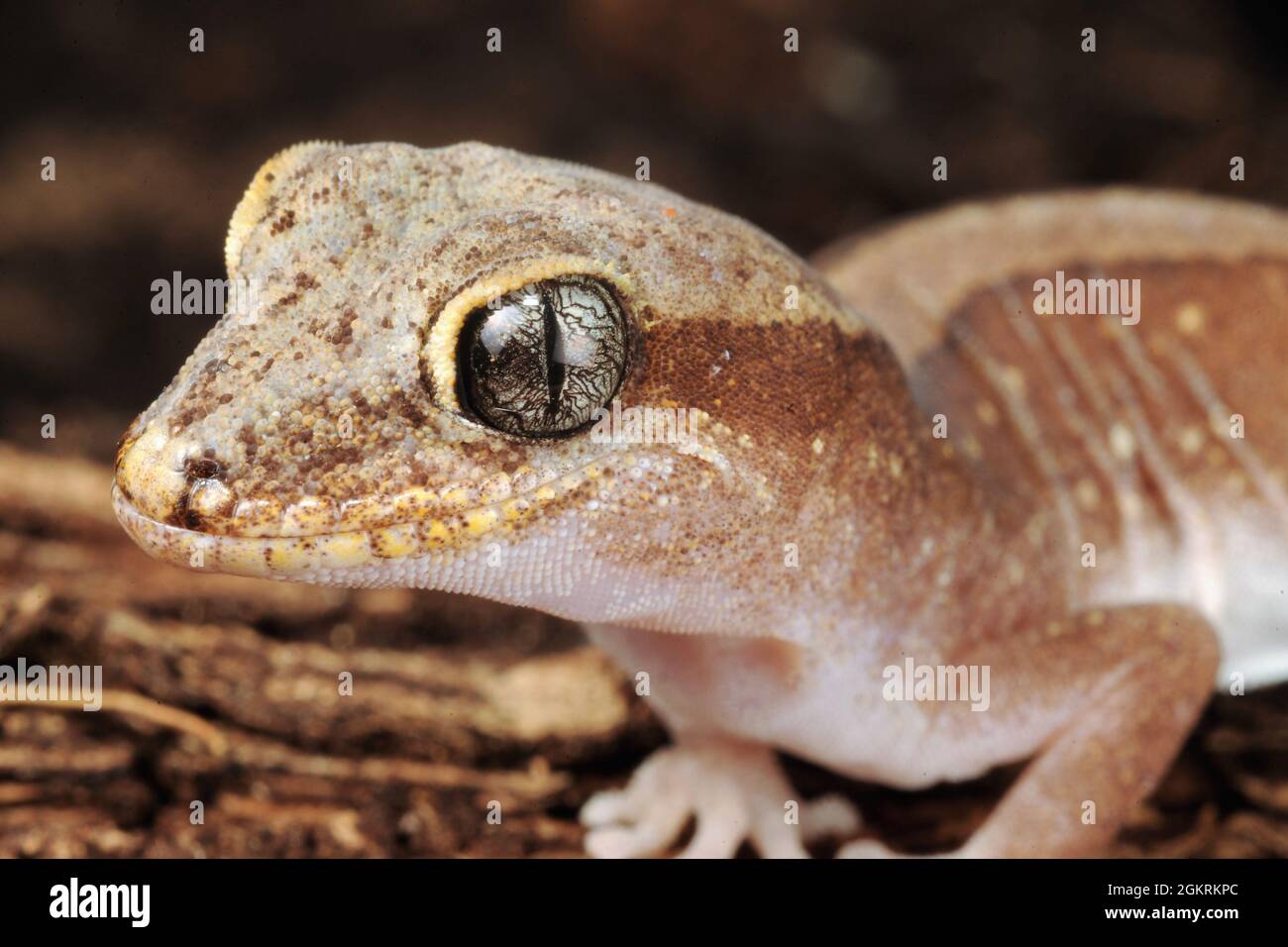 (210915) -- CANBERRA, Sept. 15, 2021 (Xinhua) -- Photo provided by the ...