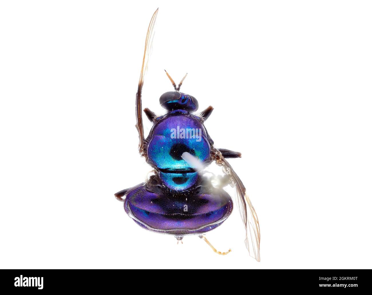 (210915) -- CANBERRA, Sept. 15, 2021 (Xinhua) -- Photo provided by the ...