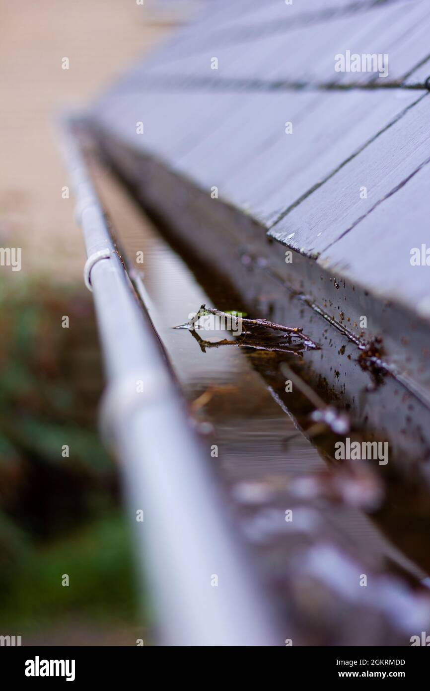 A portrait of a clogged roof gutter full of rain water during a rainy ...
