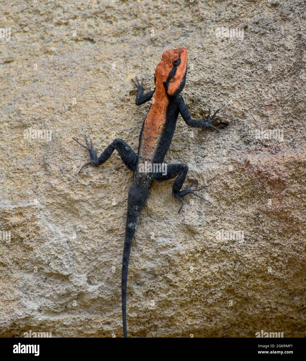 Exotic red-headed agama on a rock Stock Photo - Alamy
