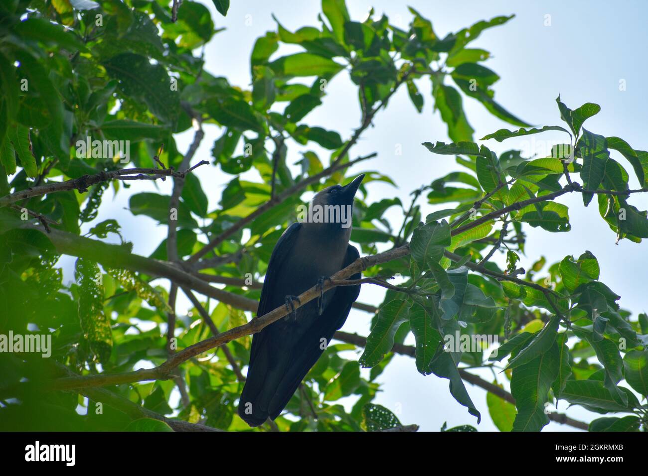 Low angle shot of a Banggai crow perched on a tree Stock Photo - Alamy