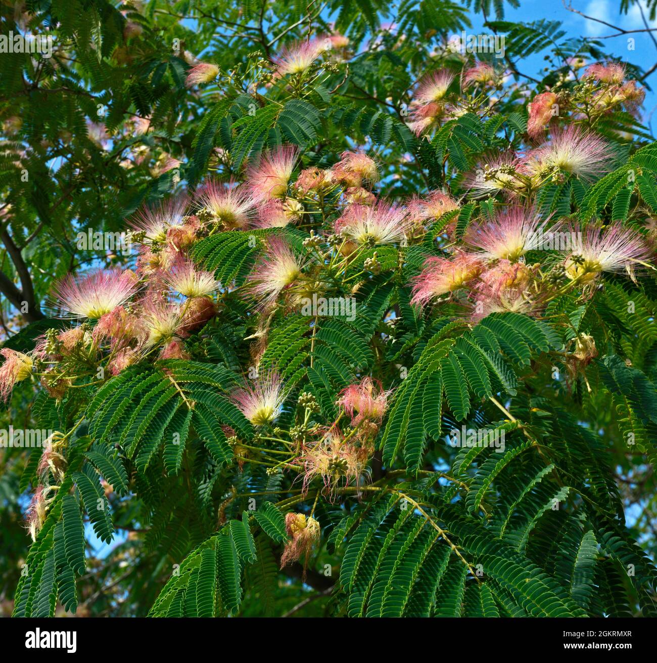 Close-up of Albizia julibrissin branch that is lush blossoming in ...