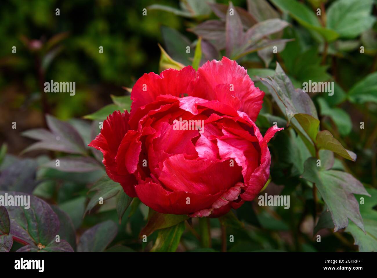 Beautiful Red Peony close up blossom in the garden Stock Photo - Alamy