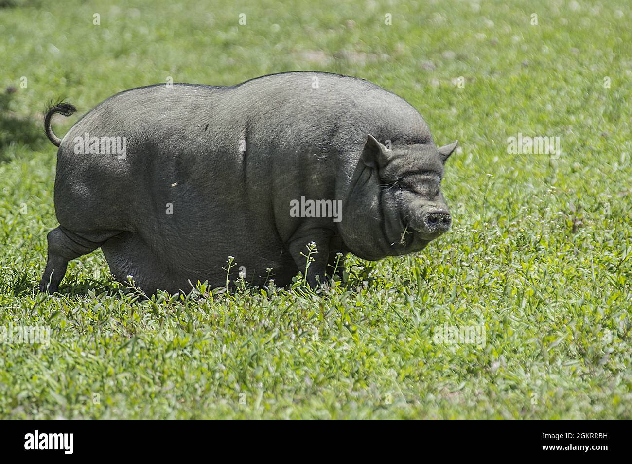Closeup shot of a big wild pig Stock Photo - Alamy
