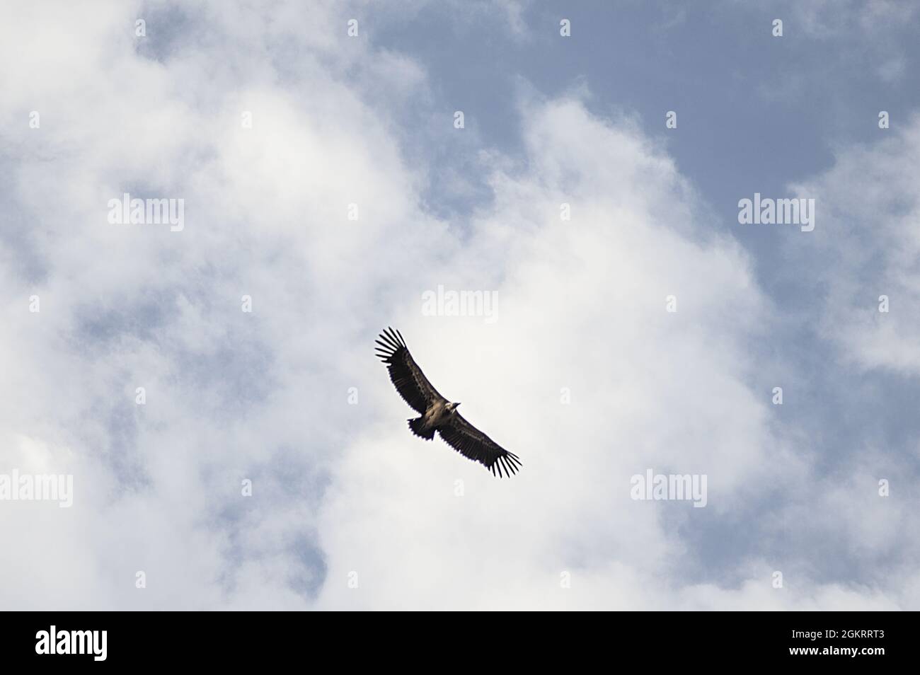 Shot low flying bird hi-res stock photography and images - Alamy