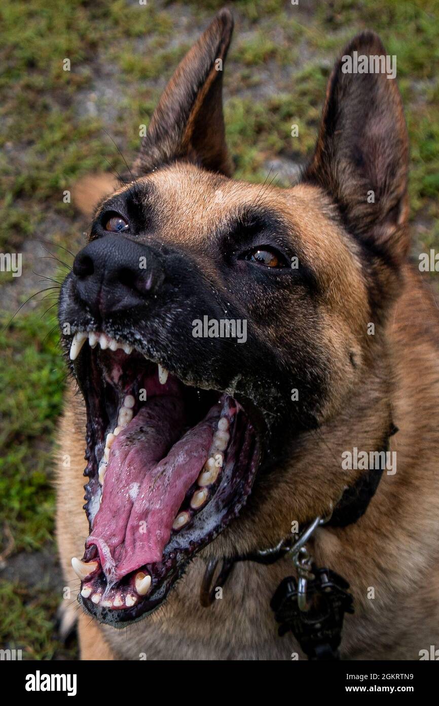Max, a military working dog (MWD) with Marine Corps Base Camp Smedley D ...