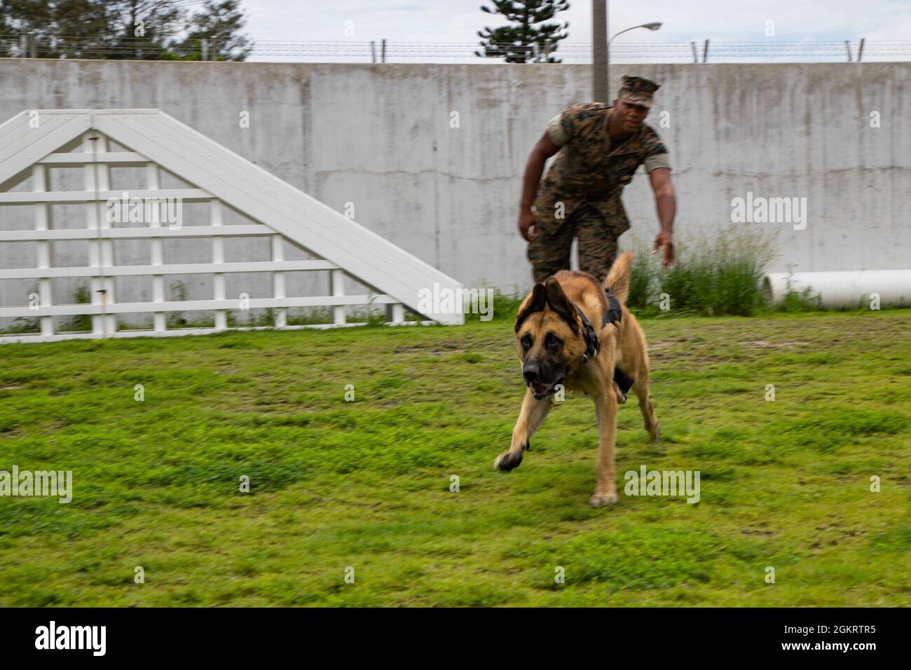 Max, a military working dog (MWD) with Marine Corps Base Camp Smedley D ...
