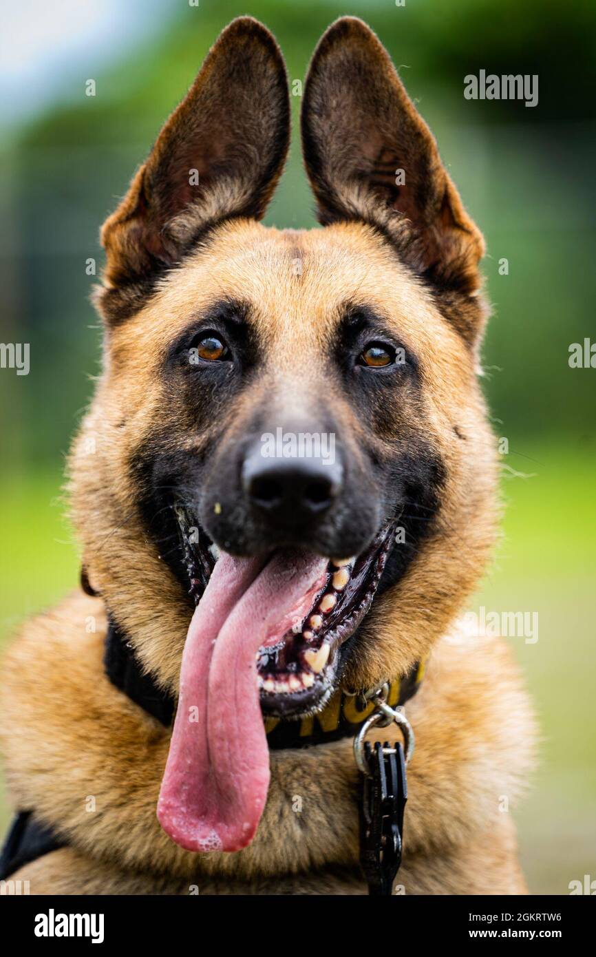 Max, a military working dog (MWD) with Marine Corps Base Camp Smedley D ...