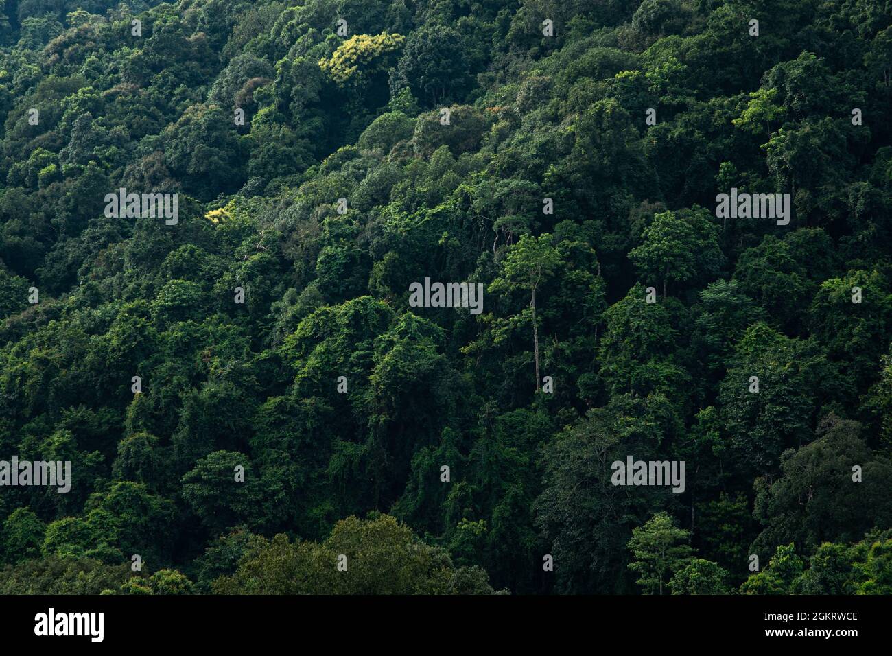Aerial view forest hi-res stock photography and images - Alamy