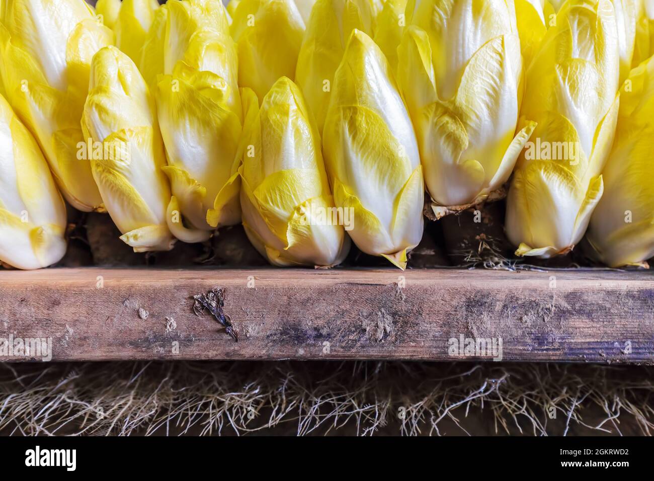 Professional growth of yellow chicory on wooden shelves in a greenhouse ...