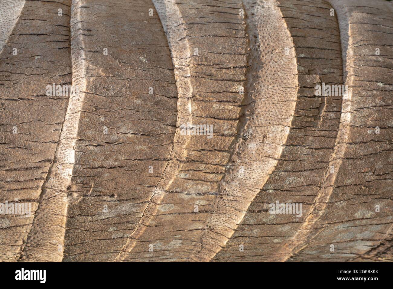 palm trunk texture, brown tree bark, template for text Stock Photo - Alamy