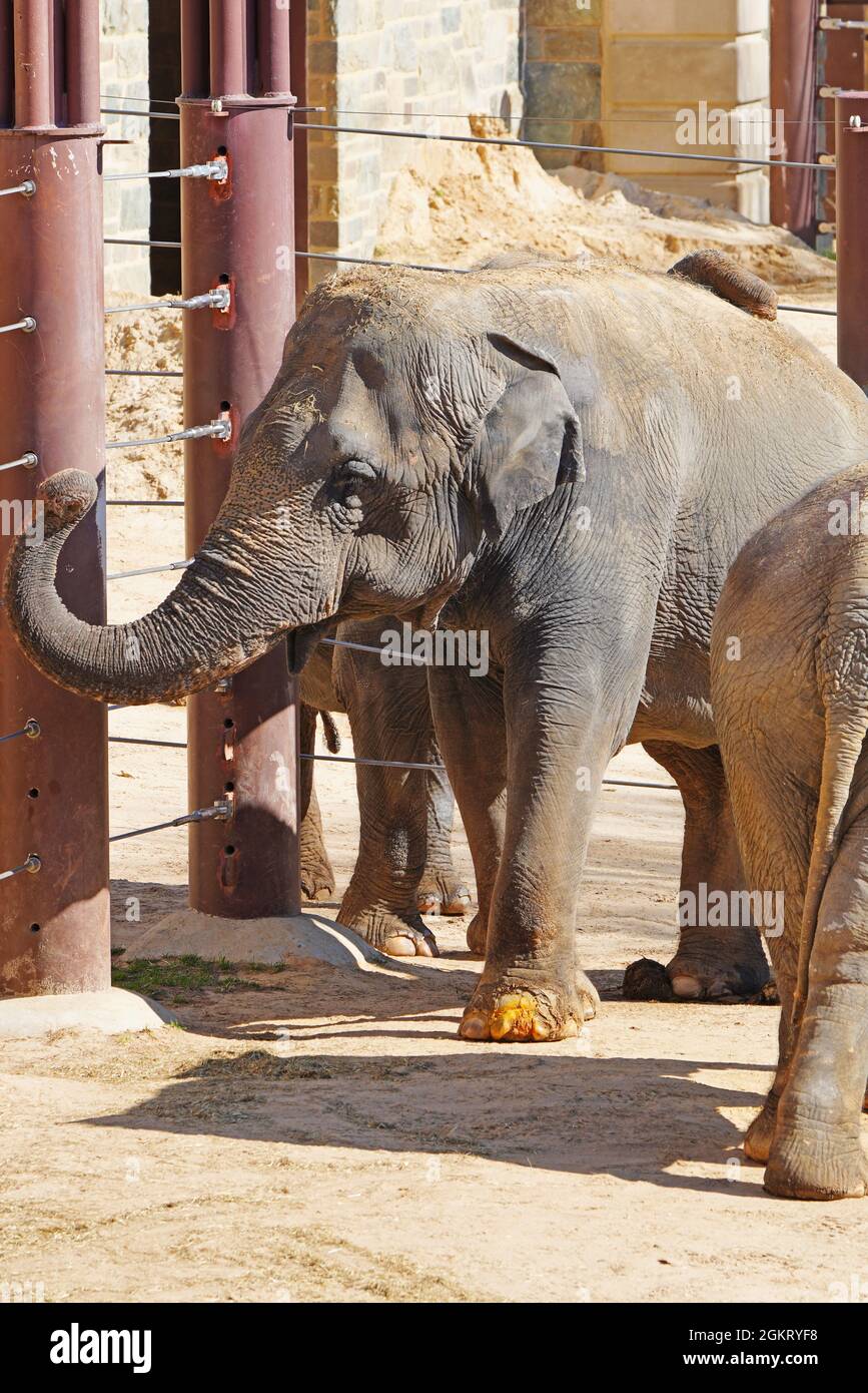 Washington park zoo elephant hi-res stock photography and images - Alamy