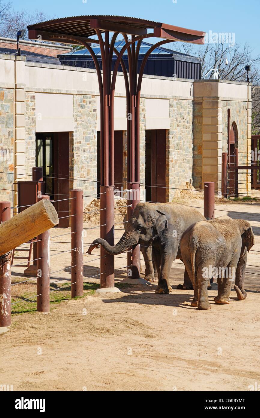 Washington park zoo elephant hi-res stock photography and images - Alamy