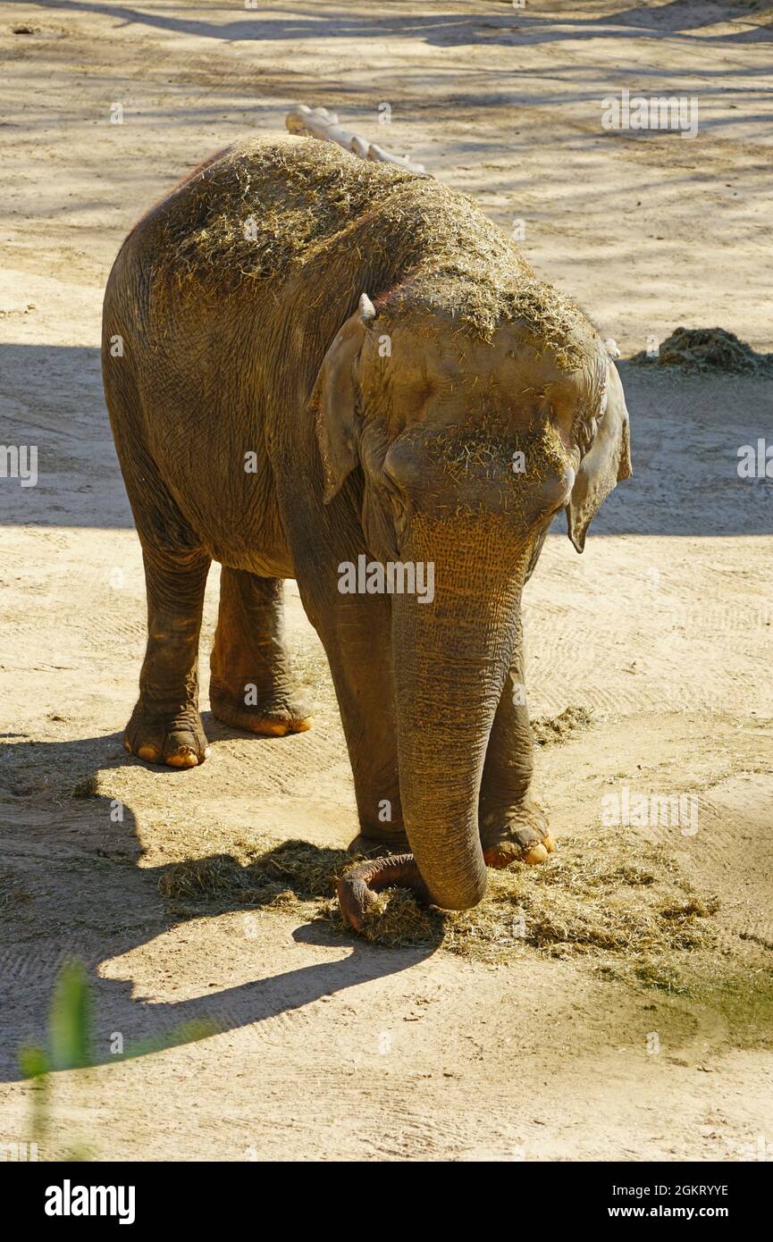 WASHINGTON, DC -22 FEB 2020- View of an elephant at the Smithsonian ...