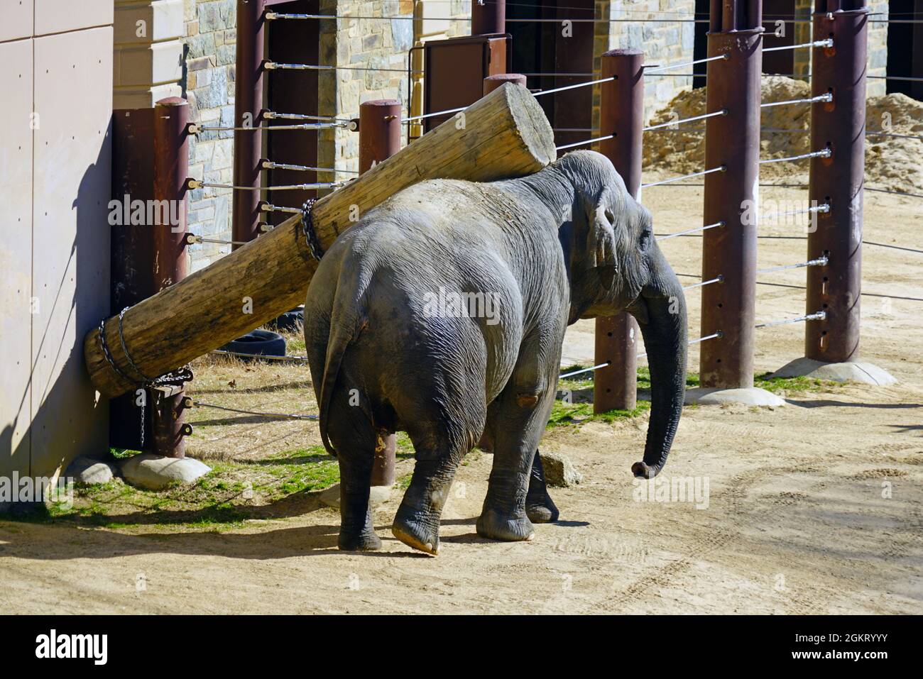 WASHINGTON, DC -22 FEB 2020- View of an elephant at the Smithsonian ...