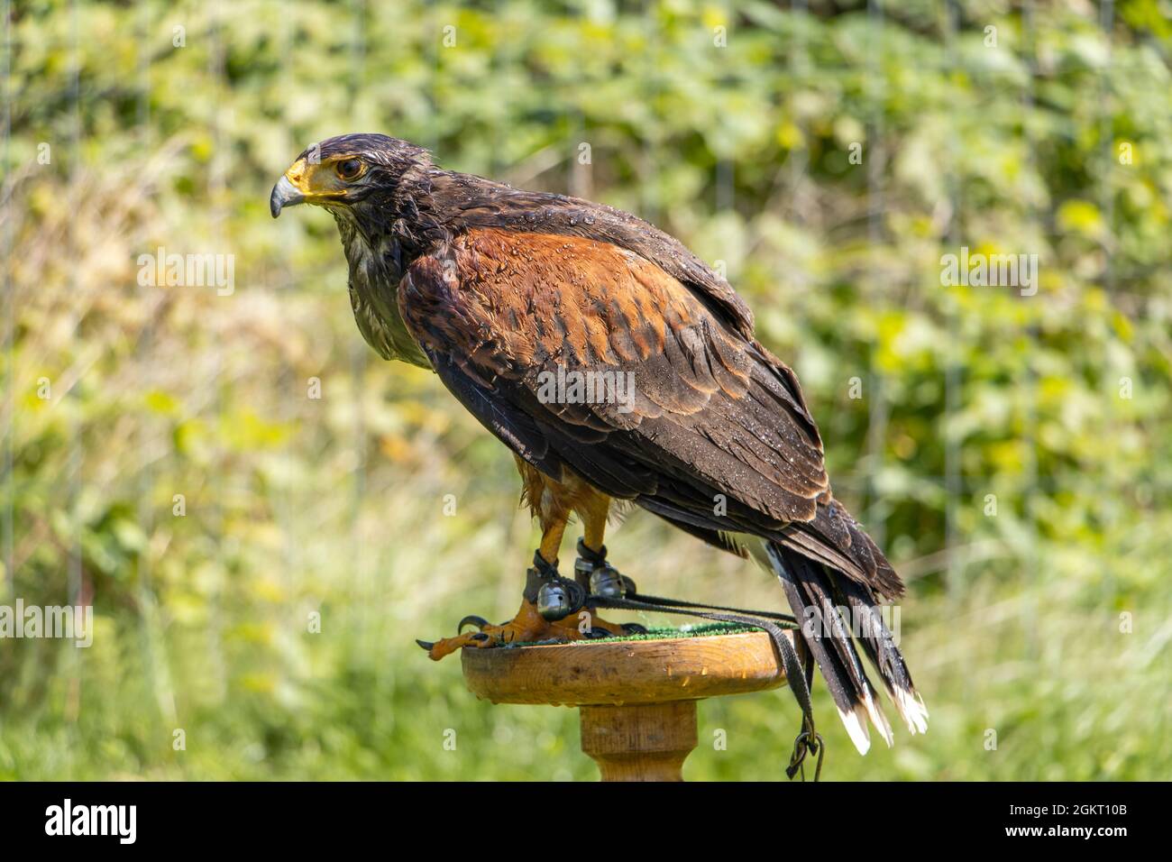 Harris's hawk (Parabuteo unicinctus), formerly known as the bay-winged ...