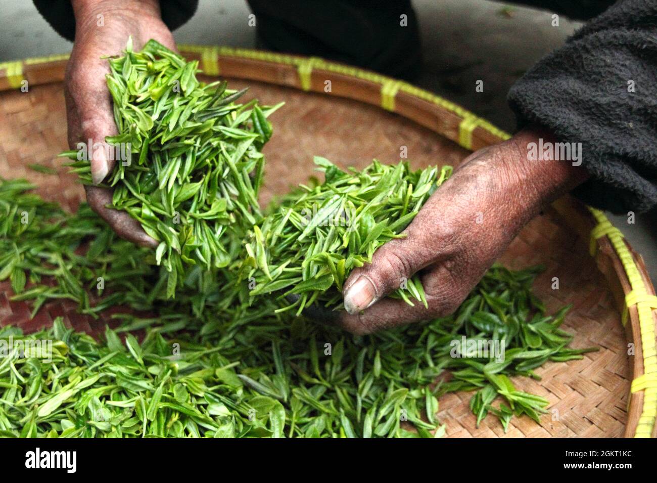 Green ecological agriculture, tea garden tea Stock Photo - Alamy