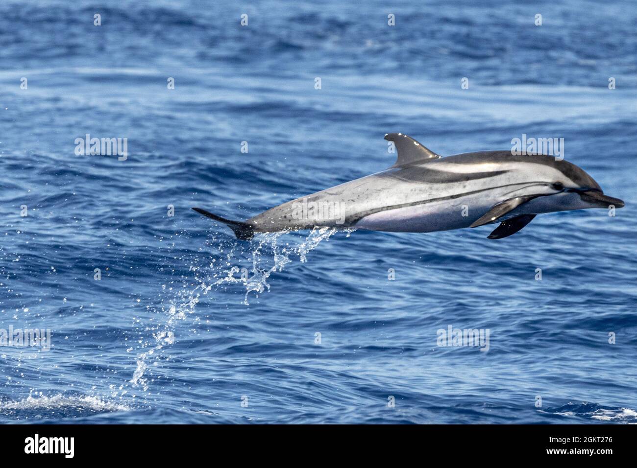 striped dolphin jumping outside the sea Stock Photo - Alamy