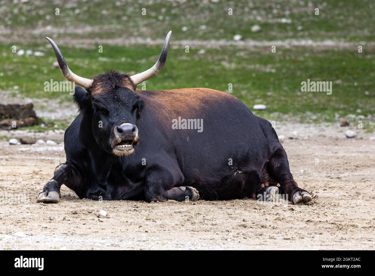 Heck cattle, Bos primigenius taurus, claimed to resemble the extinct ...