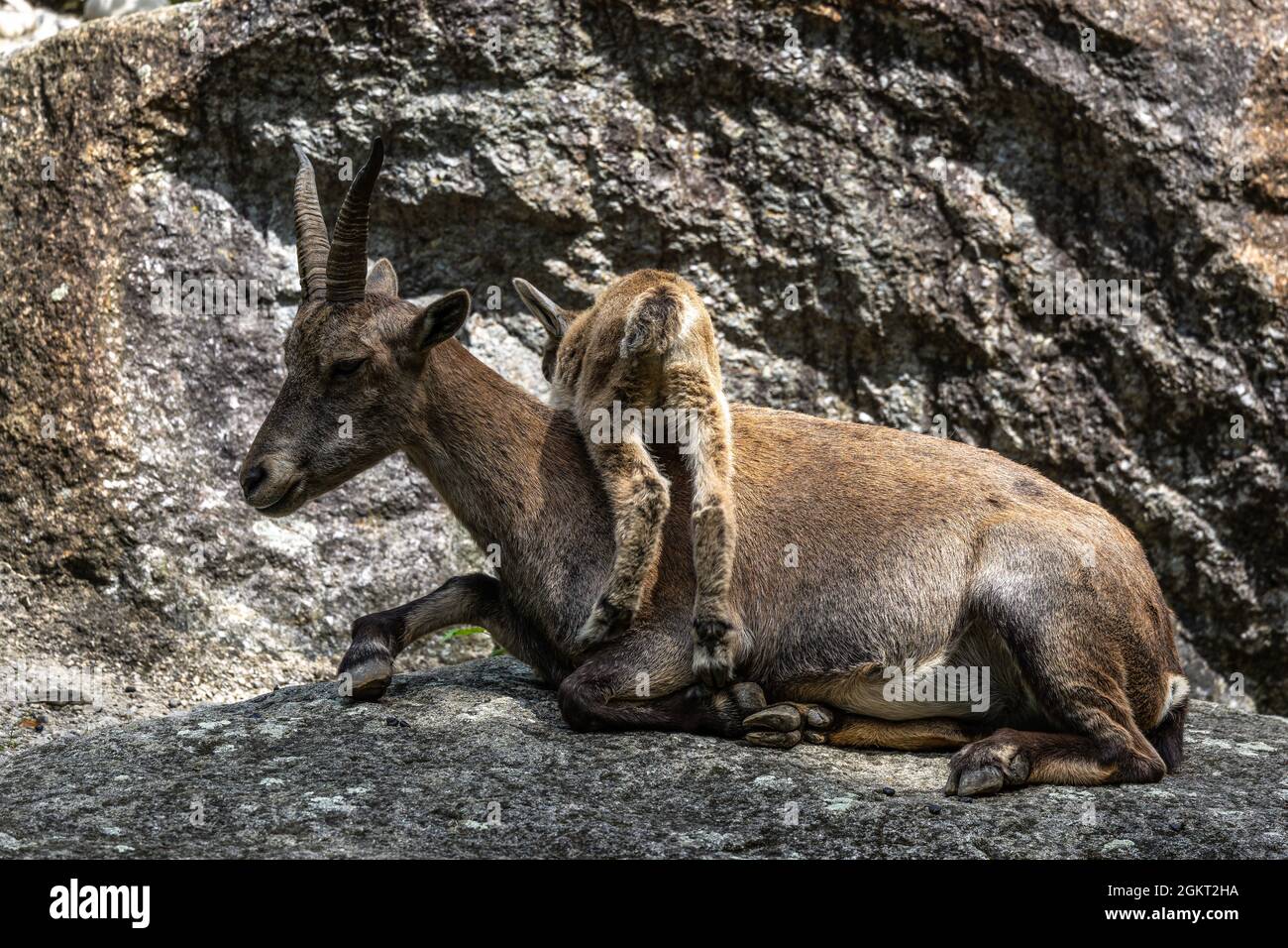 Alpine Ibex Baby