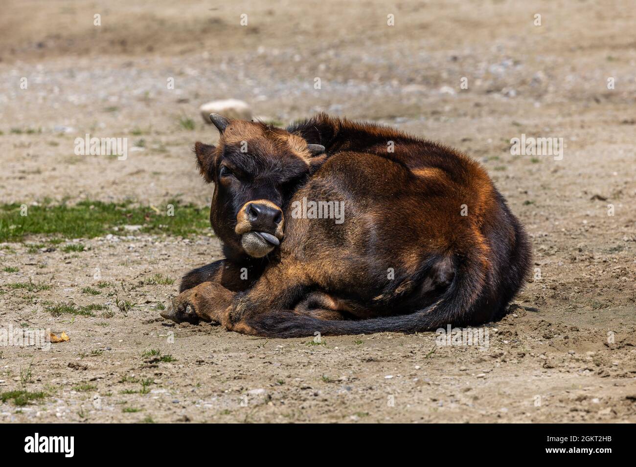 Young baby Heck cattle, Bos primigenius taurus, claimed to resemble the ...