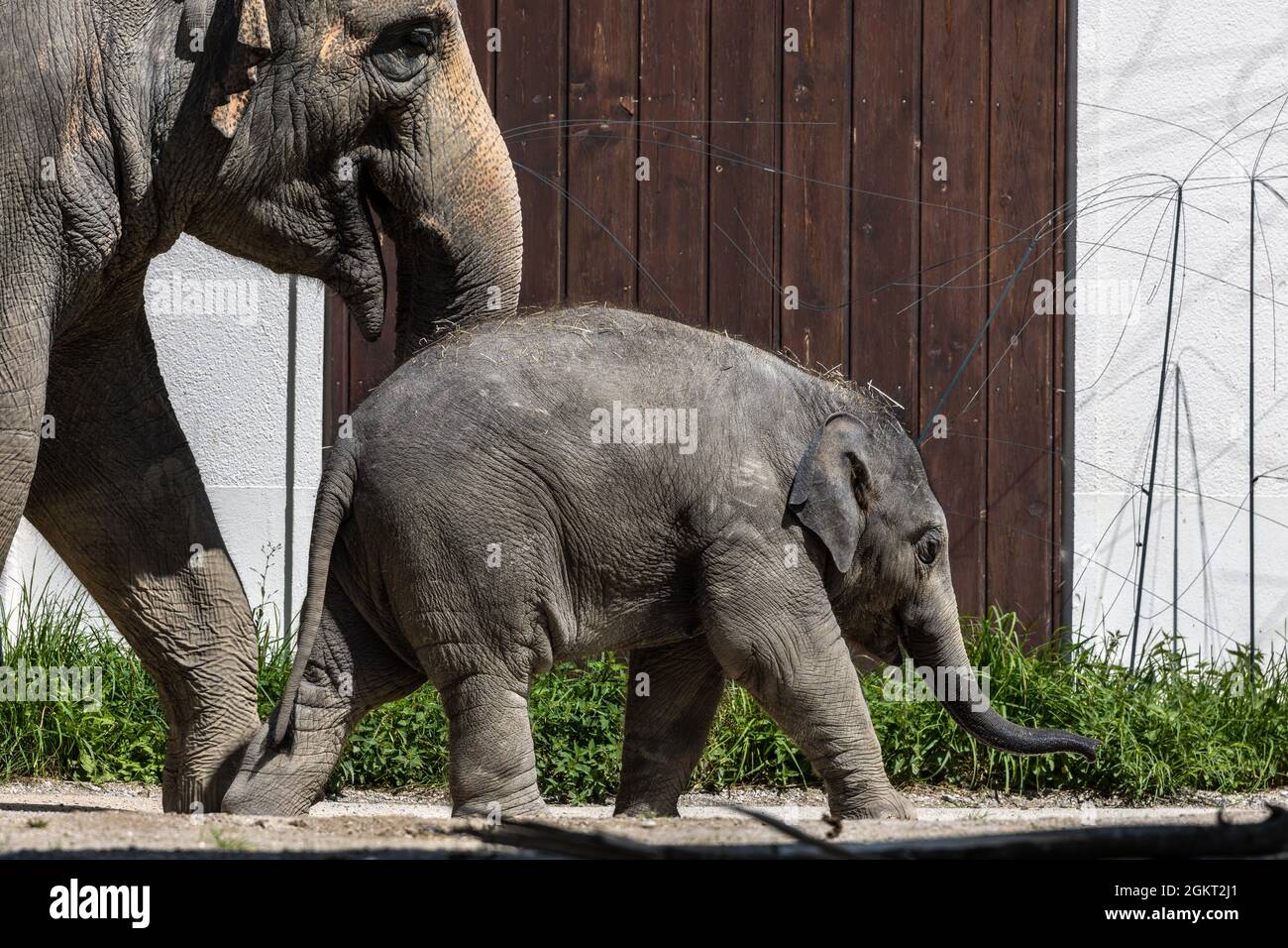 The Asian elephant, Elephas maximus also called Asiatic elephant, is ...