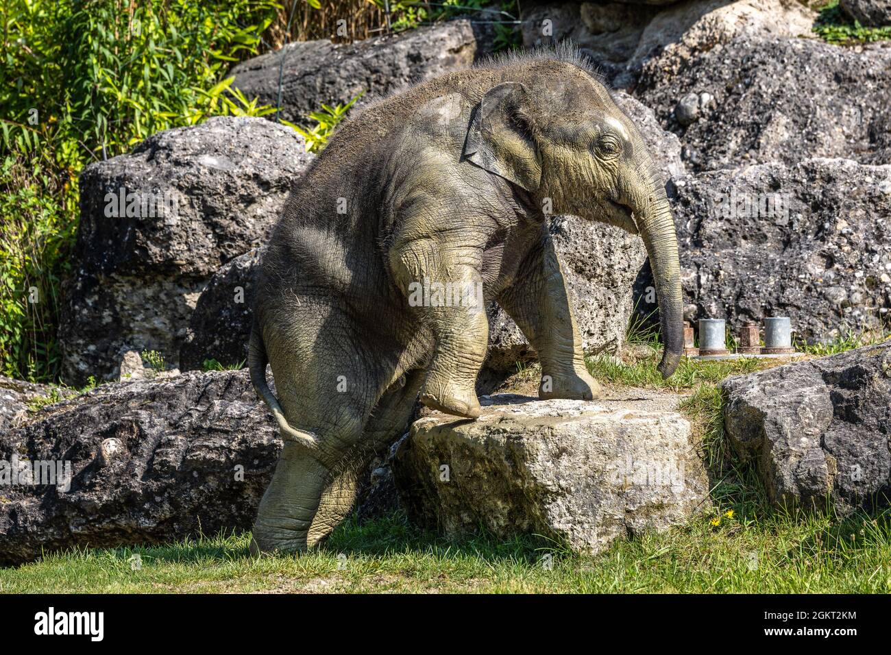 The Asian elephant, Elephas maximus also called Asiatic elephant, is ...