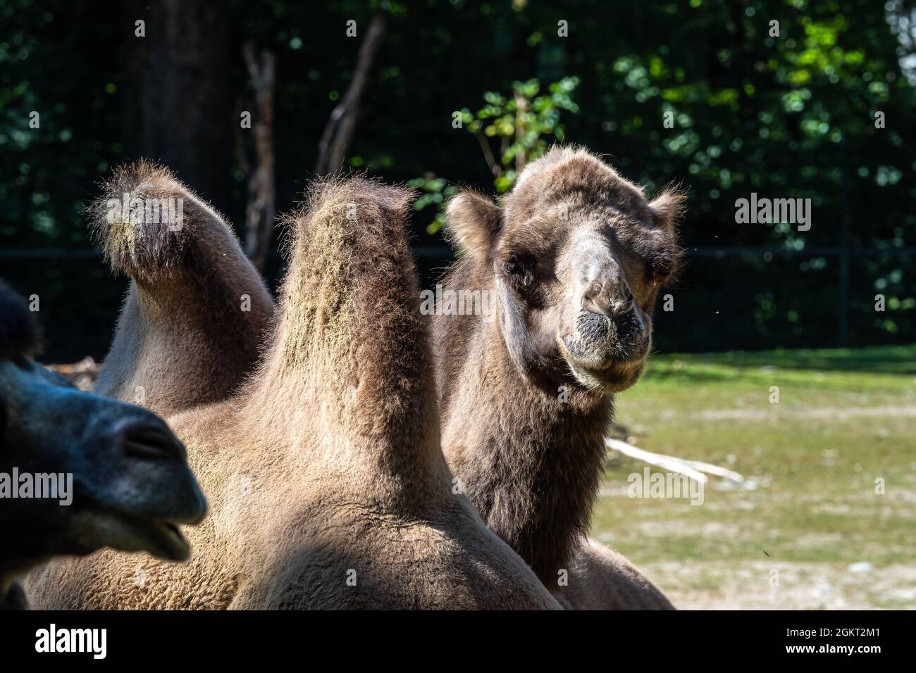 The Bactrian camels, Camelus bactrianus is a large, even-toed ungulate ...
