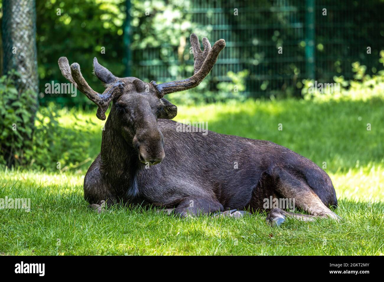 European Moose, Alces alces, also known as the elk. Wild life animal ...