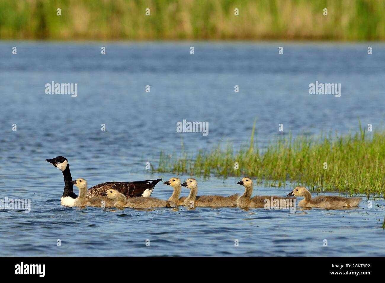 Kanadagans, canada goose, Branta canadensis, Fehlingsbleck, Niedersachsern, Deutschland, Germany ...