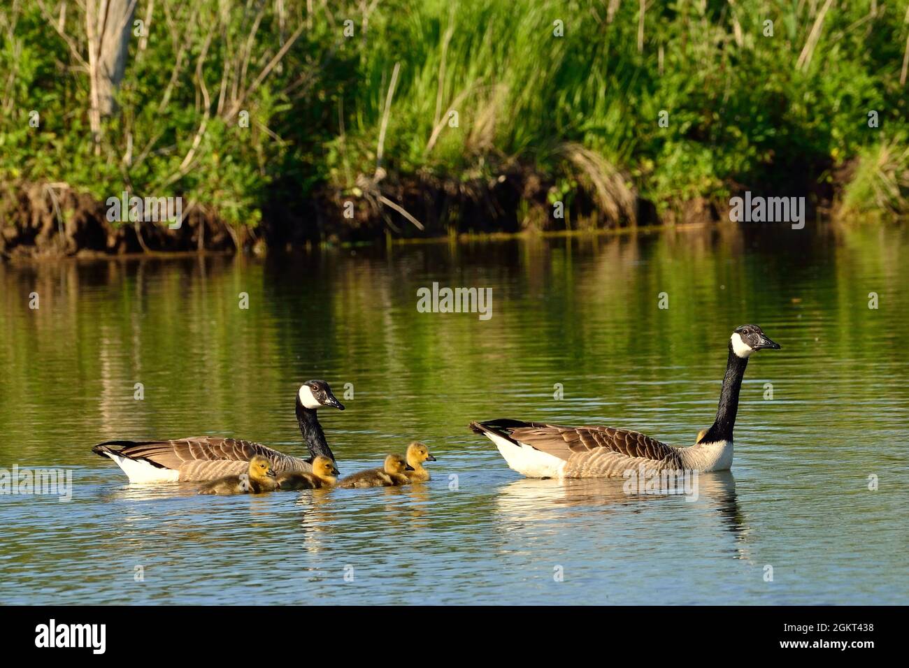 Kanadagans, canada goose, Branta canadensis, Fehlingsbleck ...