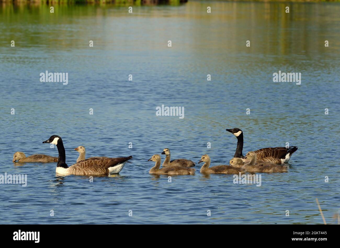 Kanadagans, canada goose, Branta canadensis, Fehlingsbleck ...