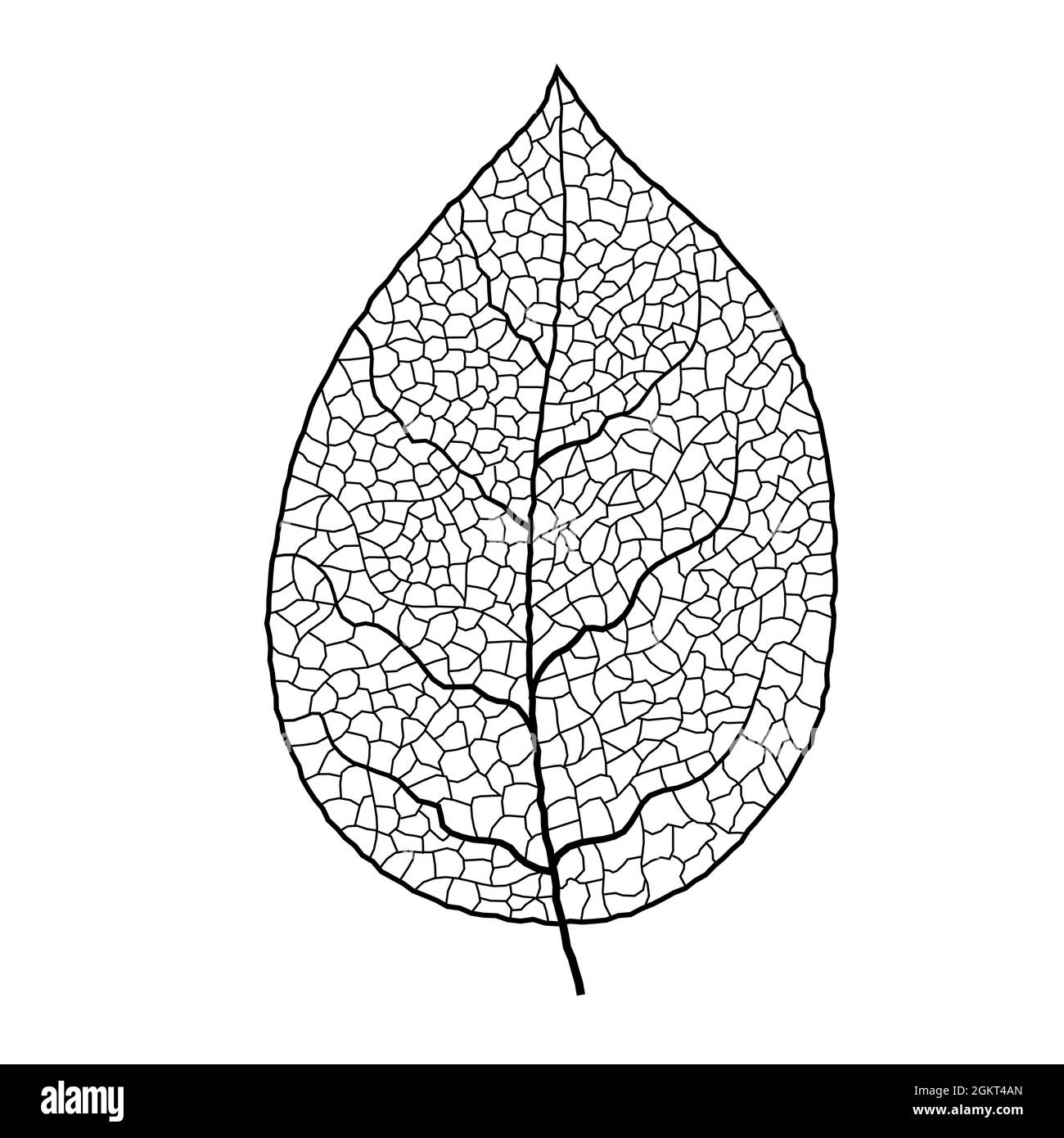 Leaf venation pattern Cut Out Stock Images & Pictures - Alamy