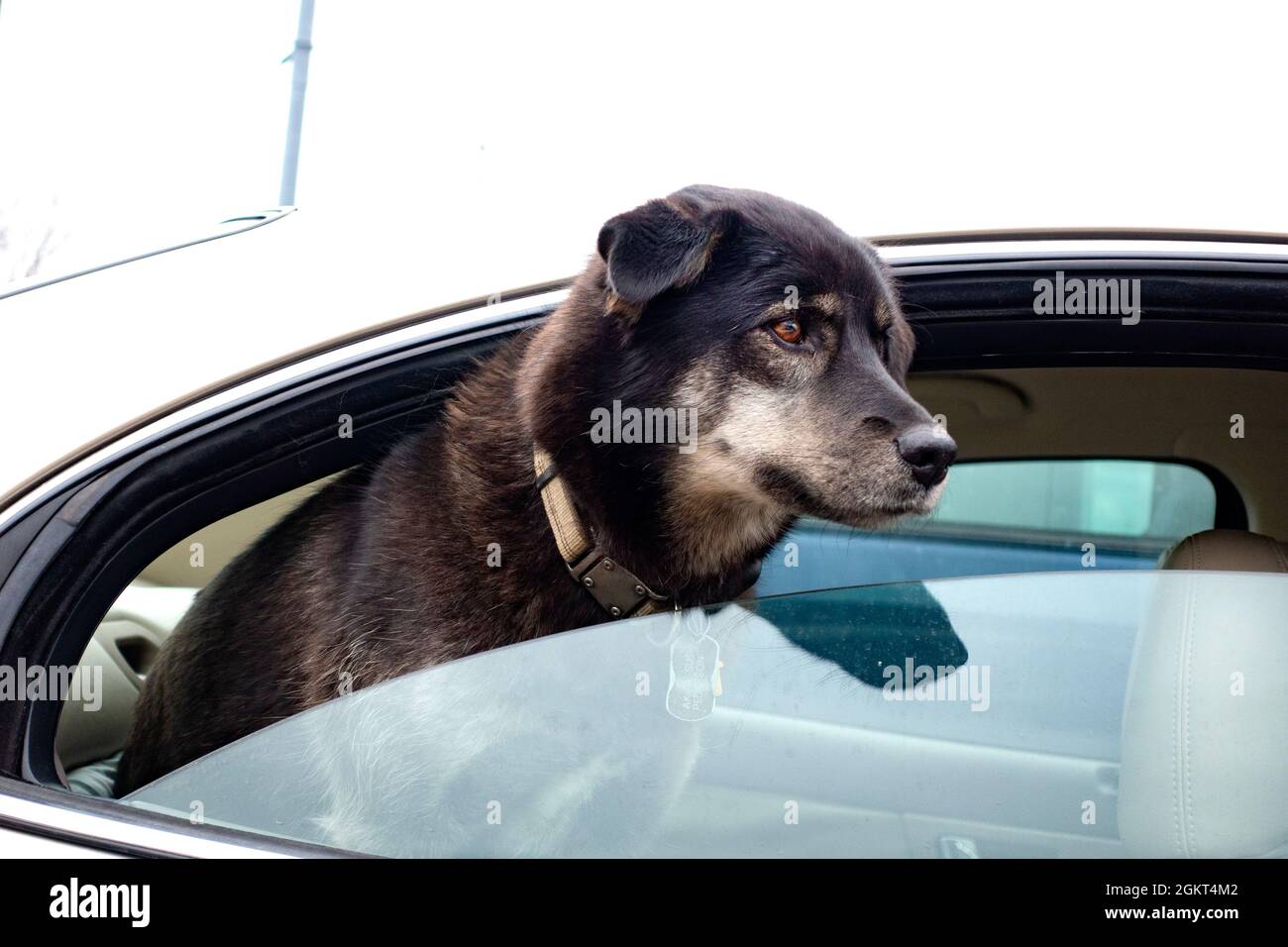 Intense dog hanging out of the car window. St Paul Minnesota MN USA ...