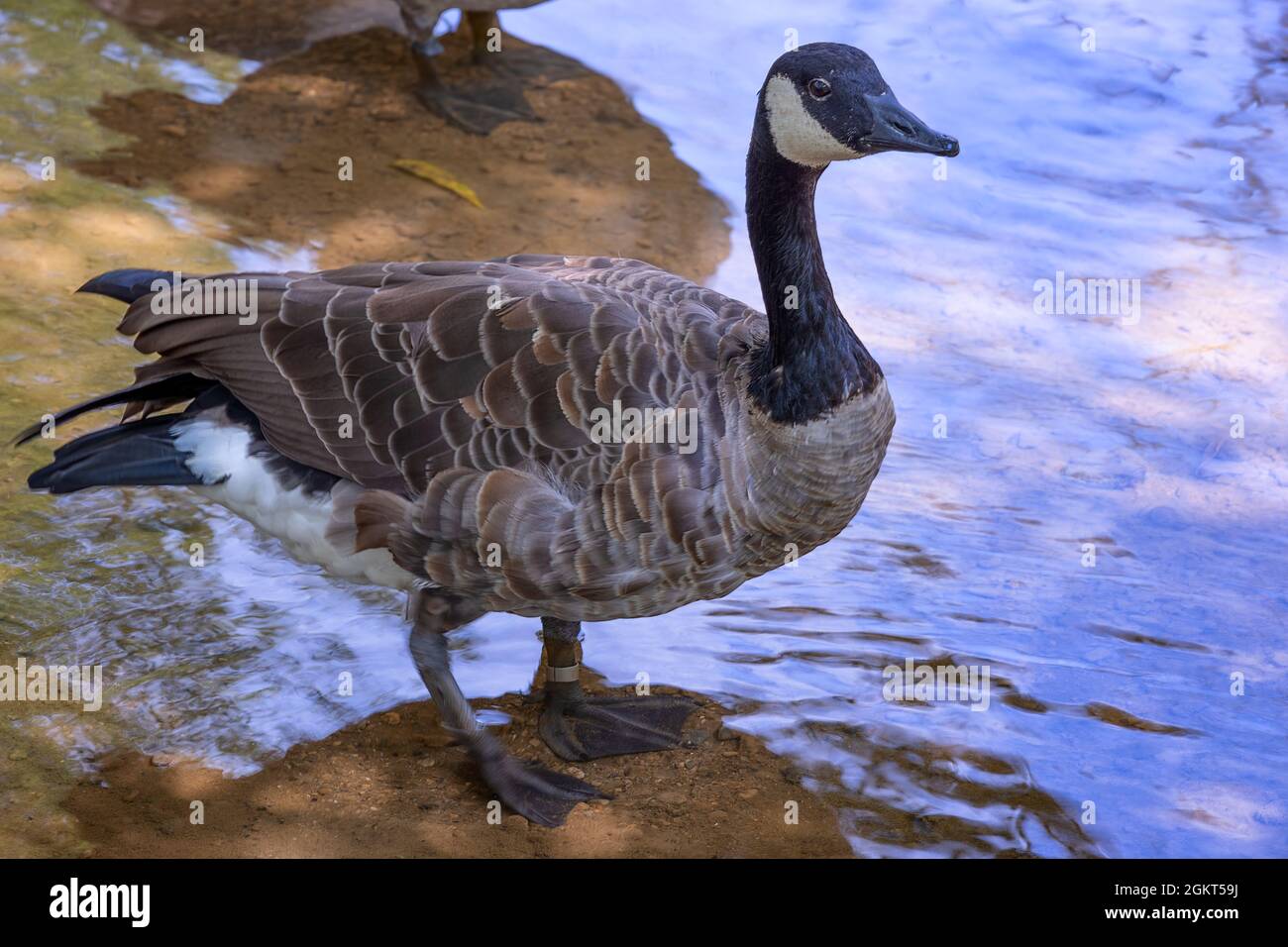 Goose feet hi-res stock photography and images - Alamy