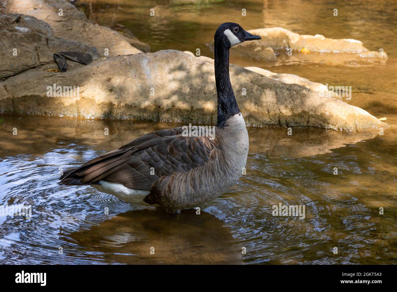 Wet goose feathers hi-res stock photography and images - Alamy
