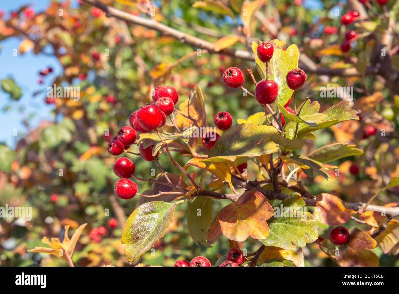 Common hawthorn, or Crataegus monogyna tree, red fruits and yellow ...