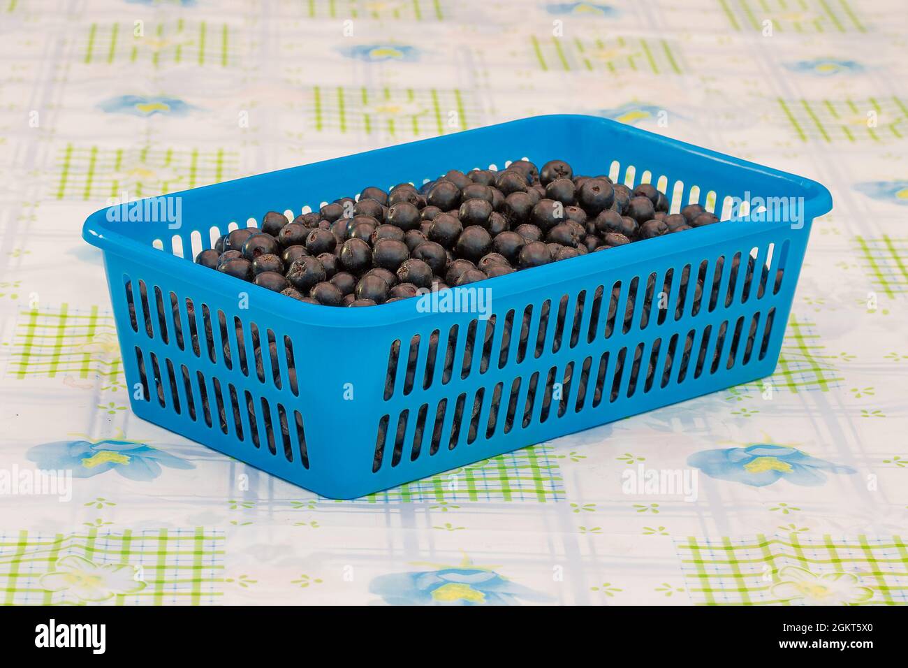 Russia. Moscow region. Berries and fruits. Aronia berries in container ...
